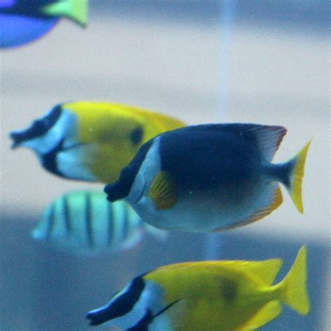 Magnificent Rabbitfish