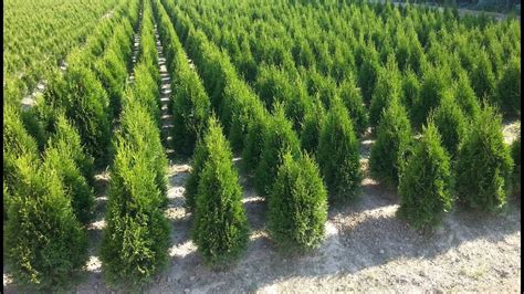 Туя 20201 Семена дали первые ростки проращивание в воде Опыт посадка без ухода начало