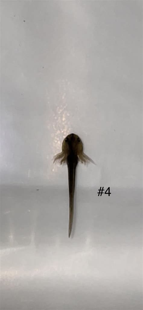 Hatchling Identification Raxolotls