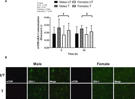 Incorporation Of Dietary Amino Acids Into Myofibrillar And Sarcoplasmic