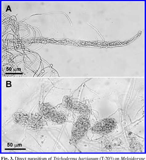 Figure 3 From Biological Control Of The Root Knot Nematode Meloidogyne