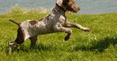 Are Slovakian Wirehaired Pointer Hypoallergenic
