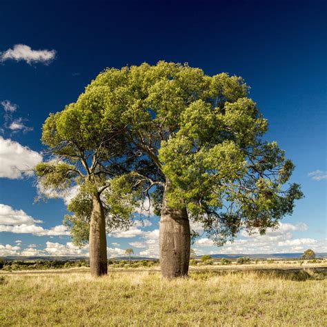 Bottle Tree How To Successfully Transplant A Queensland Bottle Tree