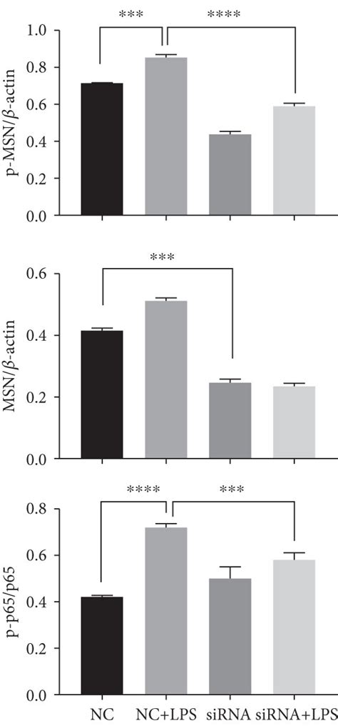 Msn Silencing Reversed Lps Induced Inflammatory Cytokine Production And Download Scientific