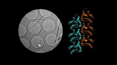 Drug Target Pathway Could Unlock Treatments For Diabetes Cancer And