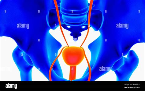 Vejiga Urinaria Anatomía Estructuras Del Sistema Urinario Nbrol