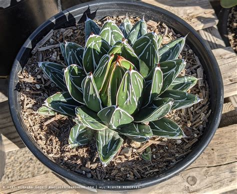 Succulent Cornucopia At Plant Depot Nursery In San Juan Capistrano