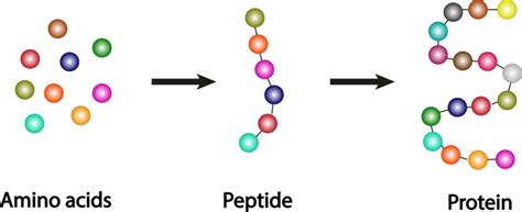 Proteins Amino Acids And Peptides