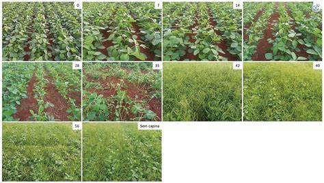 Impacts Of Goosegrass On Soybean Crops And The Importance Of Integrated