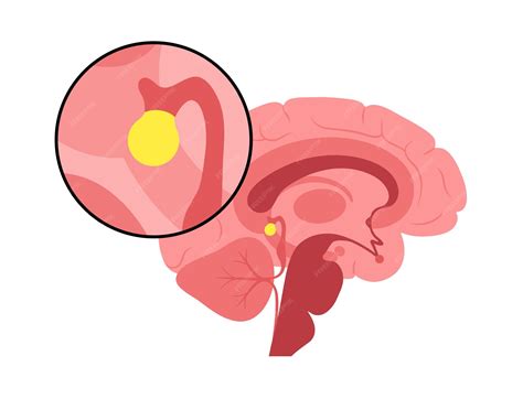 Pineal Gland Anatomy Premium Vector
