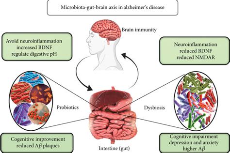 Crosstalk Between The Gut Microbiome And The Brain In Alzheimers