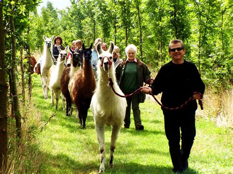 Llama Trekking Uk
