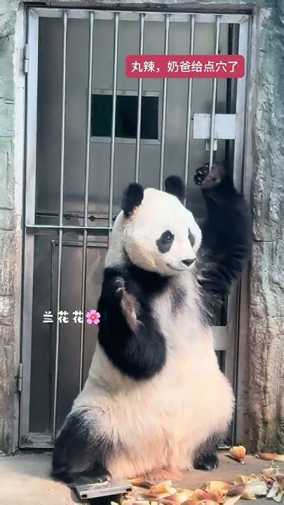 小白天：丸辣，奶爸给点穴了大熊猫小白天 小白天和潘粤明奶爸 Youtube