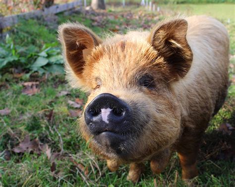 300 Pig Wallpapers