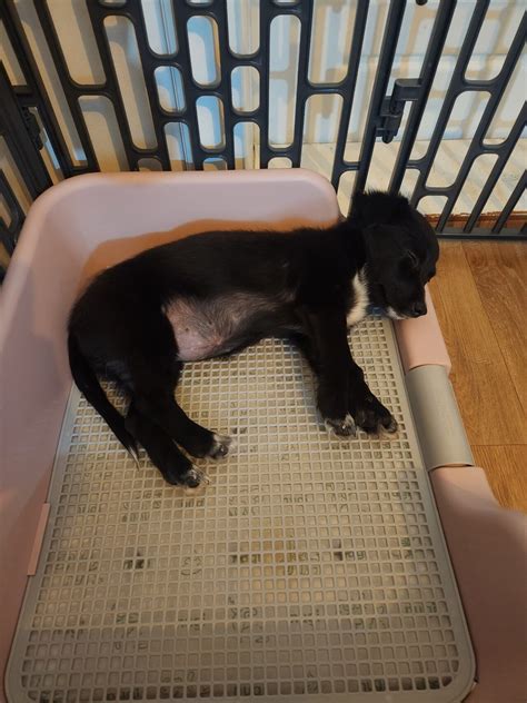 울딸과햄찌아들들2 포텐 터짐 최신순 에펨코리아