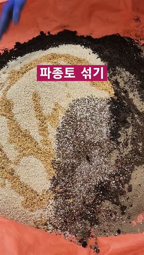 반려식물 쭌사랑다육 다육식물 코노피튬 파종흙 Youtube