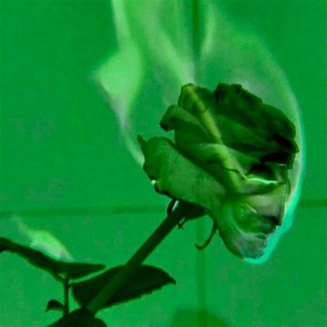 By S Ddy Green Aesthetic Burning Rose Green Rose Dark Green