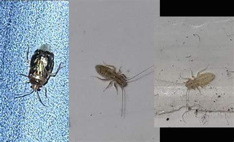 Can Anyone Help Me Bed Bug Lice R Whatisthisbug