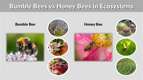 Bumble Bee Vs Honey Bee Differences Size And Stings