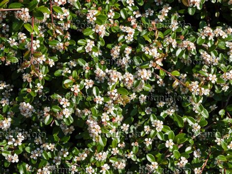 Flowering Shrubs Flashcards Quizlet