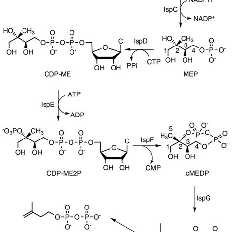 Scheme 1 Methylerythritol Phosphate Pathway To Produce Ipp And Dmapp