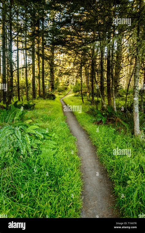 Lush Vegetation On Forest Floor By Trail Through Woods Of Pt Reyes