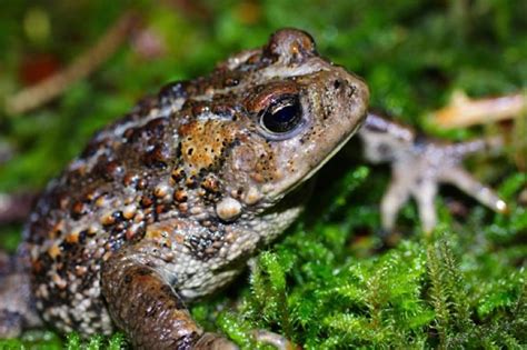 Western Toad Facts And Pictures