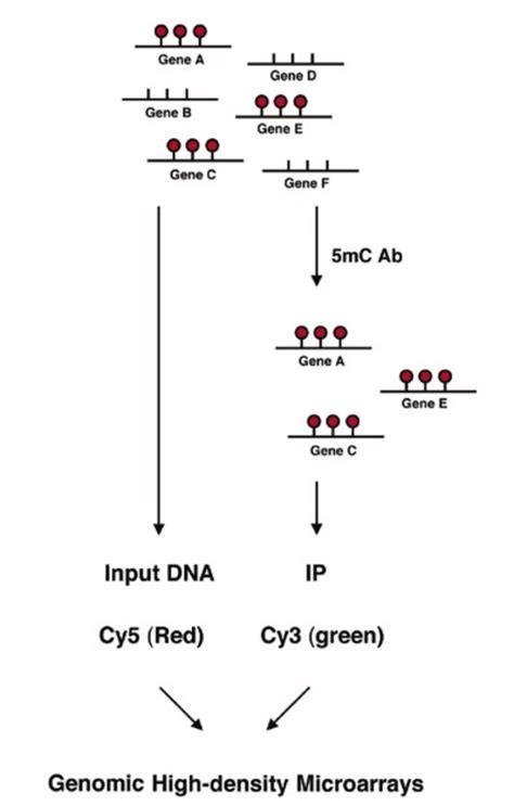 Methyl Dna Immunoprecipitation Medip Assay Genomic Dna Input