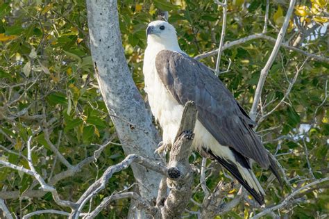 White Bellied Sea Eagle