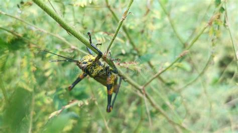 Yellow Grasshopper Hiding In The Bushes Stock Video Video Of