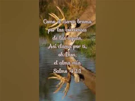 Salmo 42 1 Como El Ciervo Brama Por Las Corrientes De Las Aguas Así
