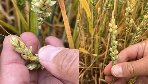 How Damaging Are Wheat Lemon Blossom Midges Ahdb