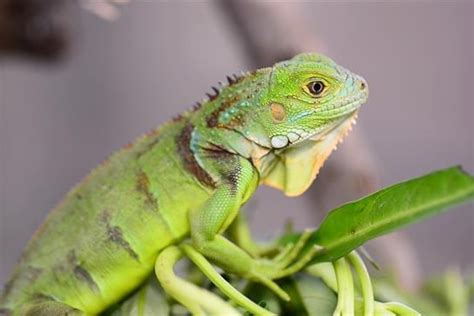 Biggest Green Iguana Pet