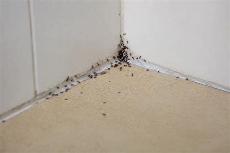 How To Stop An Ant Infestation In Your House Quickly