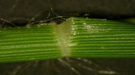 Goosegrass Nc State Extension Publications