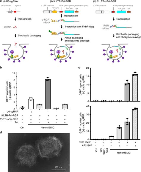 Hiv Tat And Ψ⁺ Packaging Signal Are Necessary For Selective Packaging Download Scientific