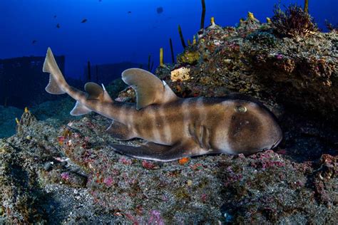 Do Sharks Sleep Shark Sleep Patterns And Facts