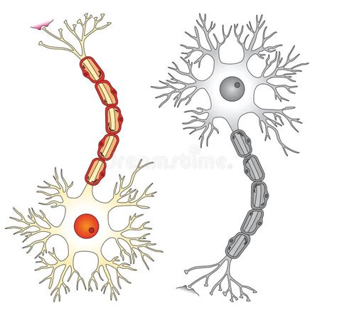 Neuron Vector Ilustration Stock Vector Illustration Of Science 10429054