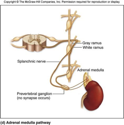 Splanchnic Nerve Pathway