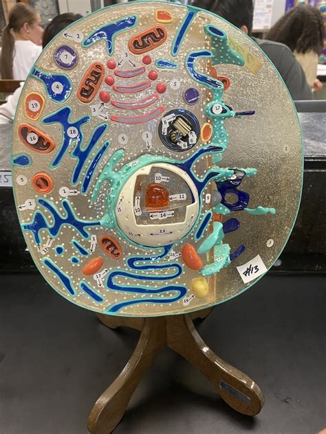 Biol 120 Large Round Cell Diagram Quizlet