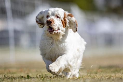 12 Types Of Spaniel Dogs Breed Information And Comparison Gundogs