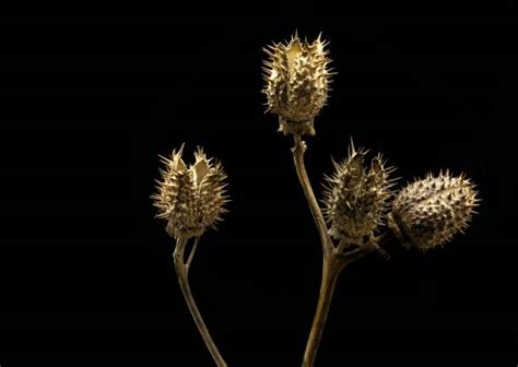 310 Drug Scopolamine Fotografías De Stock Fotos E Imágenes Libres De