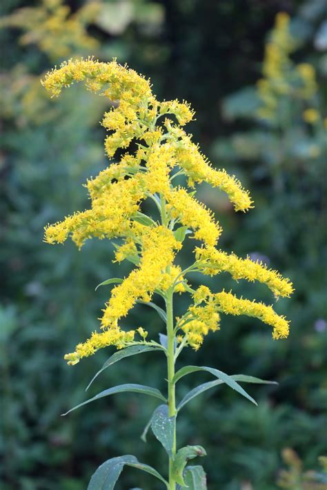 Goldenrod Leaves Identification