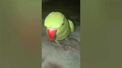 Talking Parrot Chikoo Mithu😊 Chikooparrot Youtube