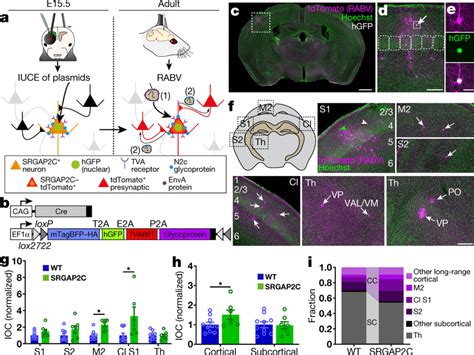 Sparse Monosynaptic Tracing In Layer 23 Pns Humanized For Srgap2c