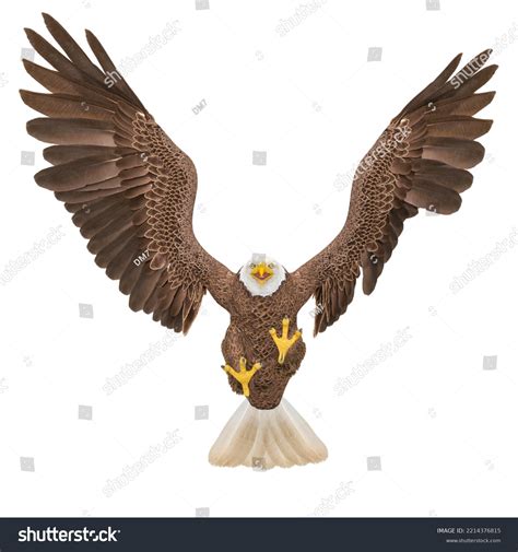 American Bald Eagle Attacking White Background Stock Illustration