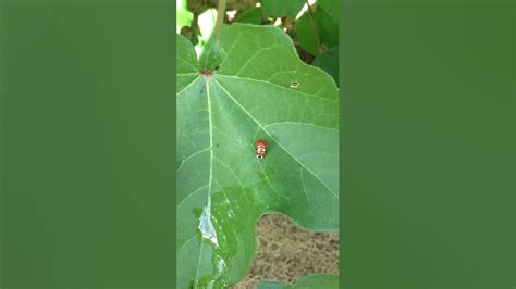 Lesbian Ladybug Sex Youtube