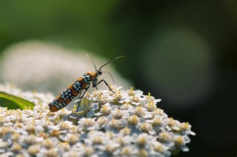 Premium Photo Ailanthus Webworm Moth On A Flower
