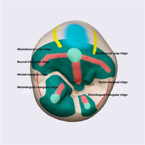 Second Mandibular Premolar Part 2 Anatomy App