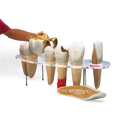 Dental Morphology Series Models Uk